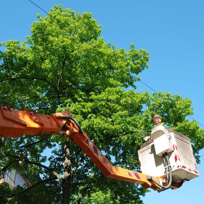 Tree Trimming Company | Atlanta, GA | Ballard's Tree Service