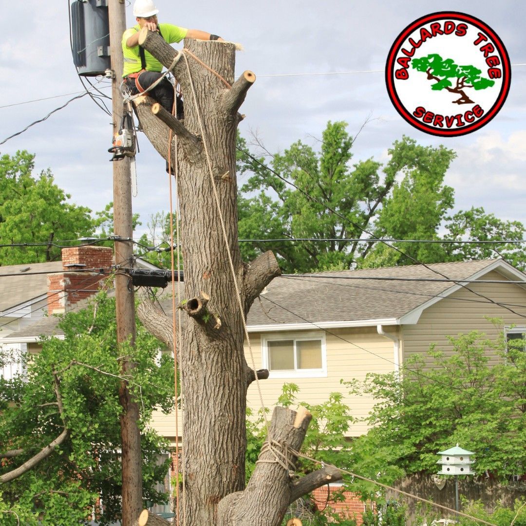 Tree Trimming Company | Atlanta, GA | Ballard's Tree Service