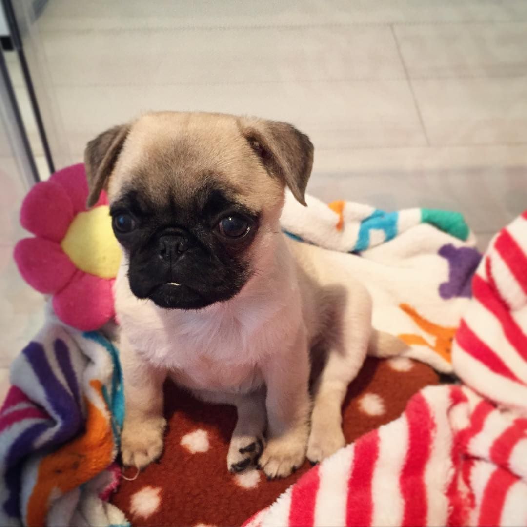 Pug Puppies For Sale - Pure breed Puppies Since 2010