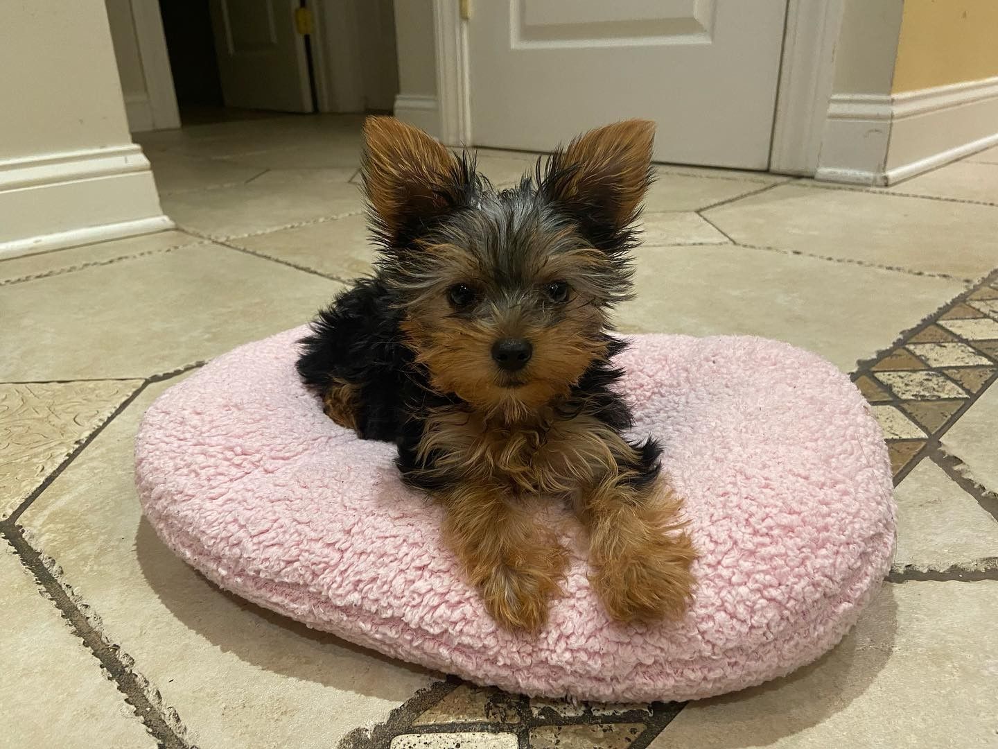 Teacup Yorkie Puppies for Sale - Pure Breed Puppies Since 2010