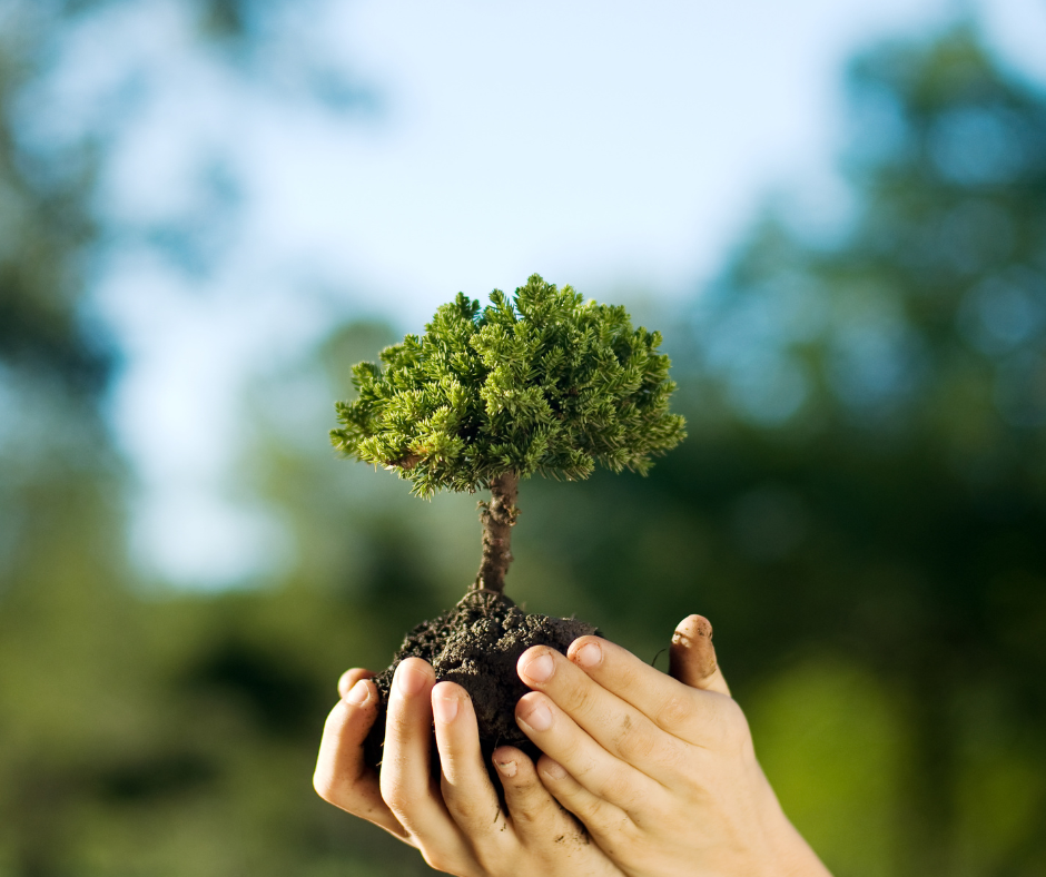 Sunshine Coast Tree Care Tips for a Thriving Garden