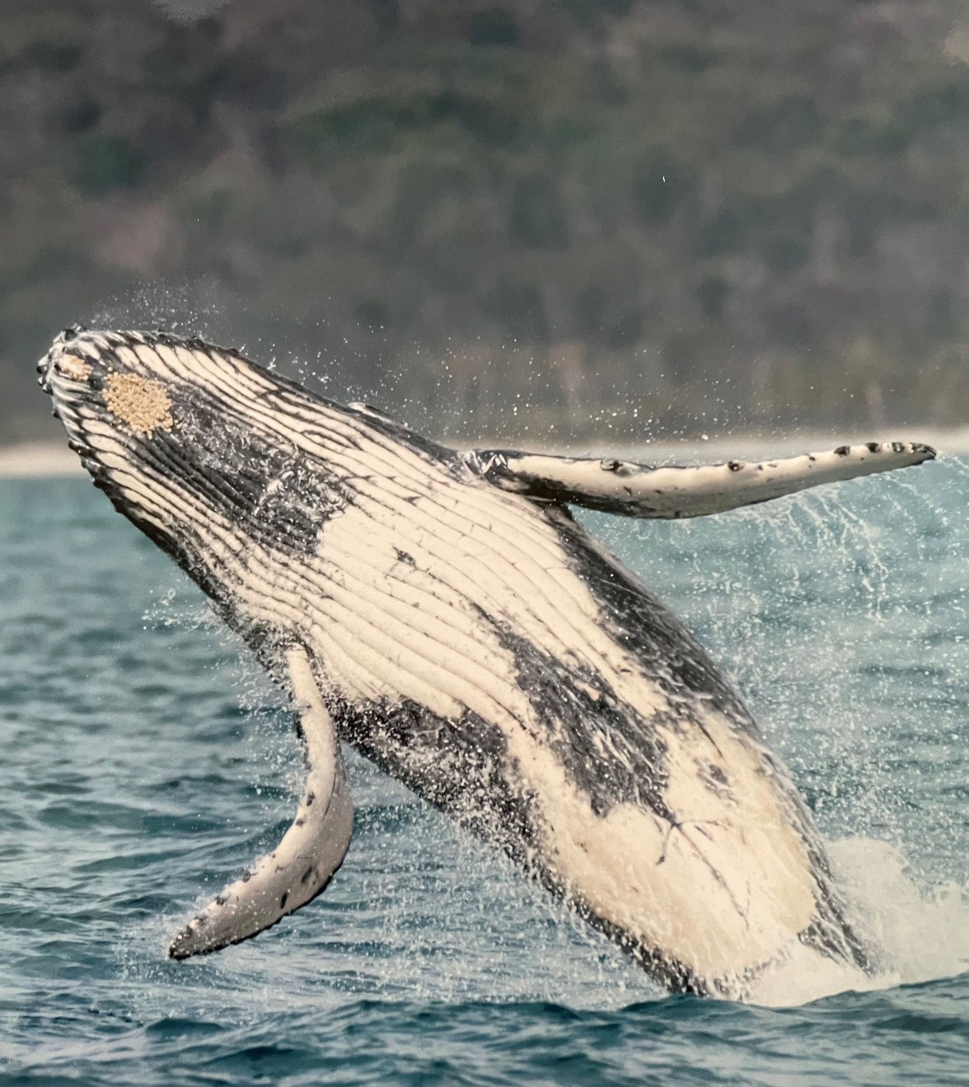 Queensland - O'Shannessy's Quality Tours