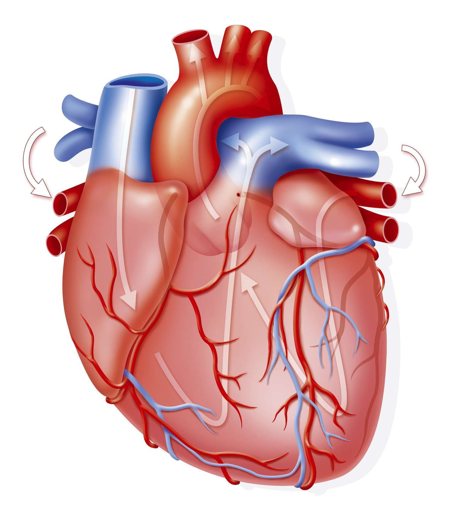 ¿Cuáles son las partes del corazón humano?