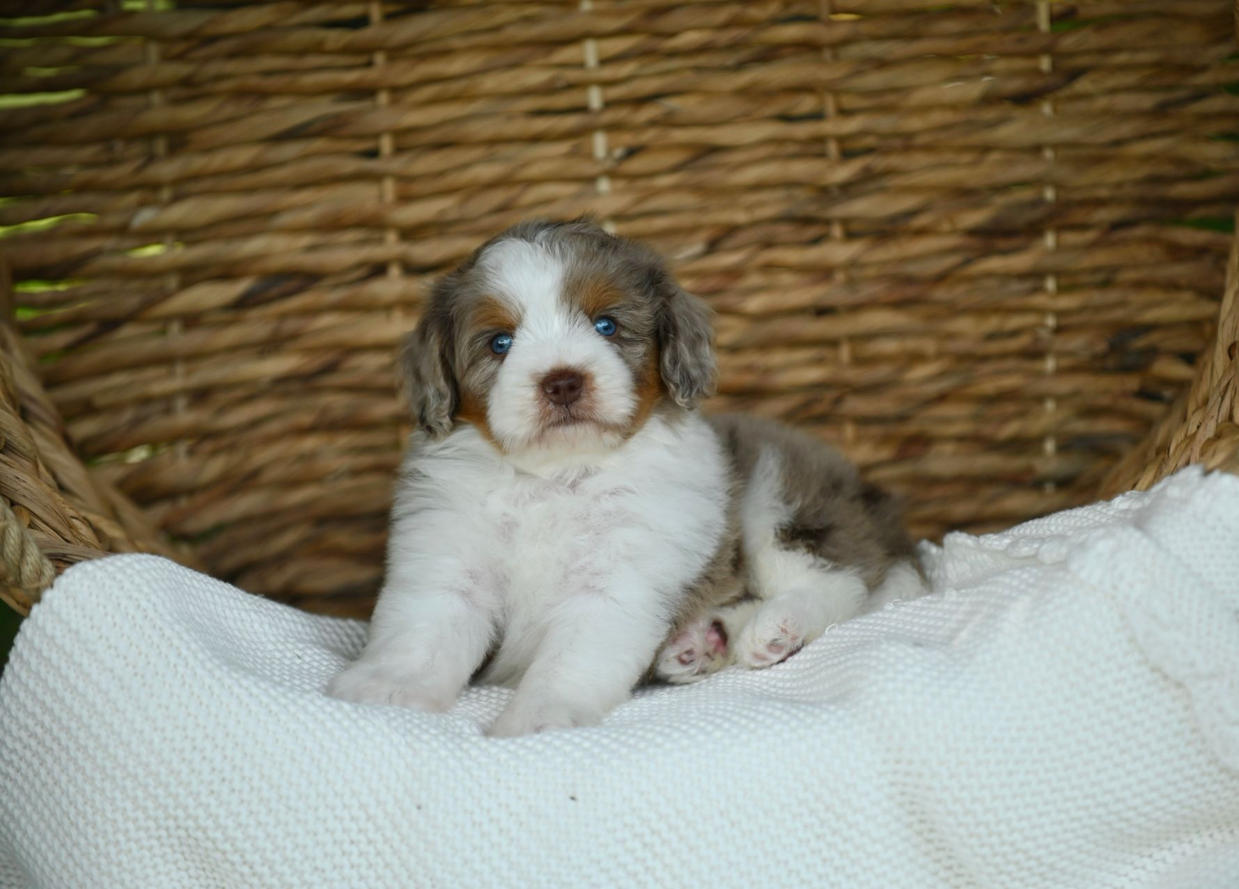 Available Puppies | Doodle Puppies | Tri Color Doodles