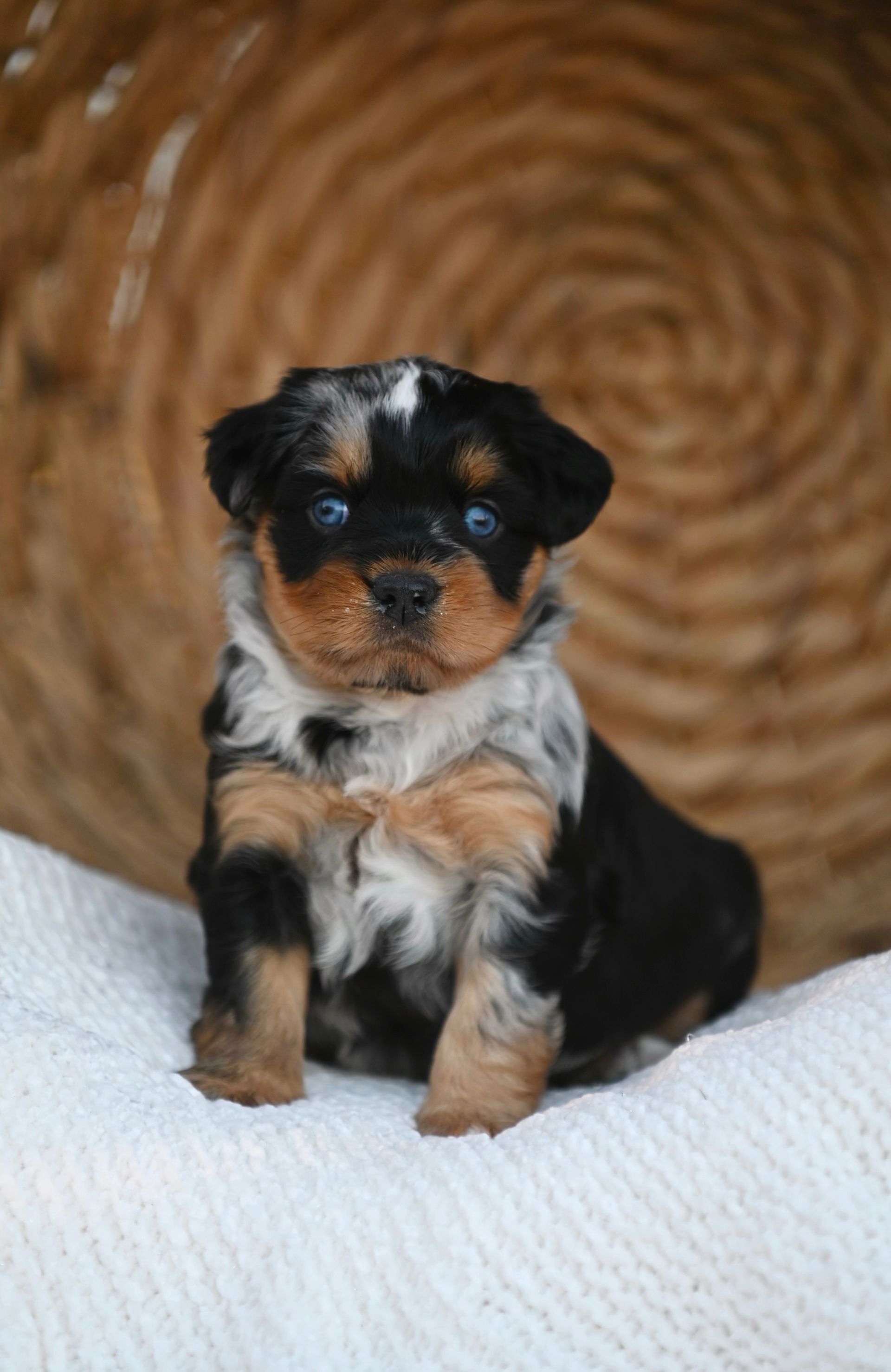 Available Puppies | Doodle Puppies | Tri Color Doodles