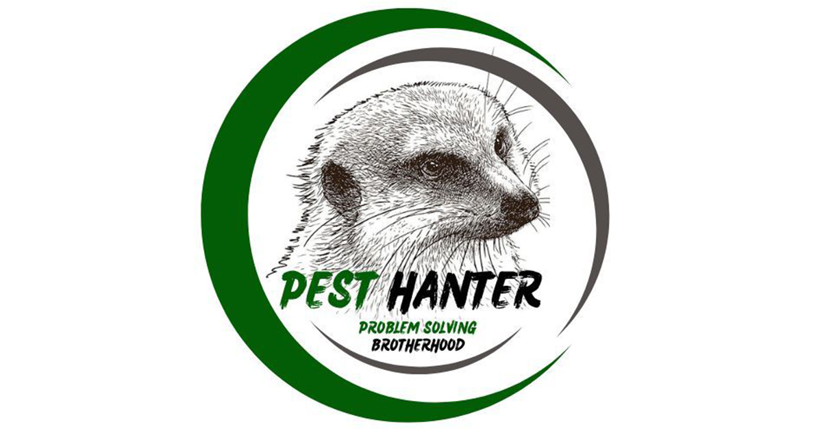 Discover the Fascinating Varieties of Lizards | Pest Hunter