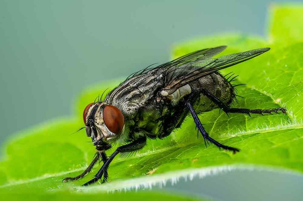 Masterful Pest Management | Get Rid of Flies in Your Home