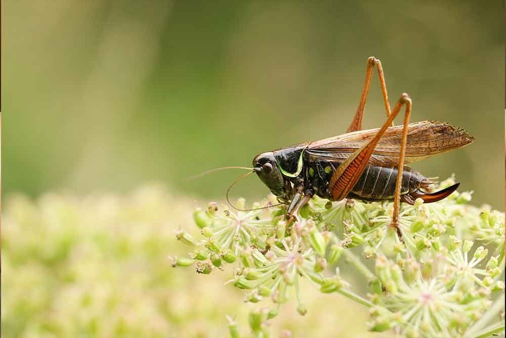 Cricket Pest Control | Cricket Exterminator Services in Maryland