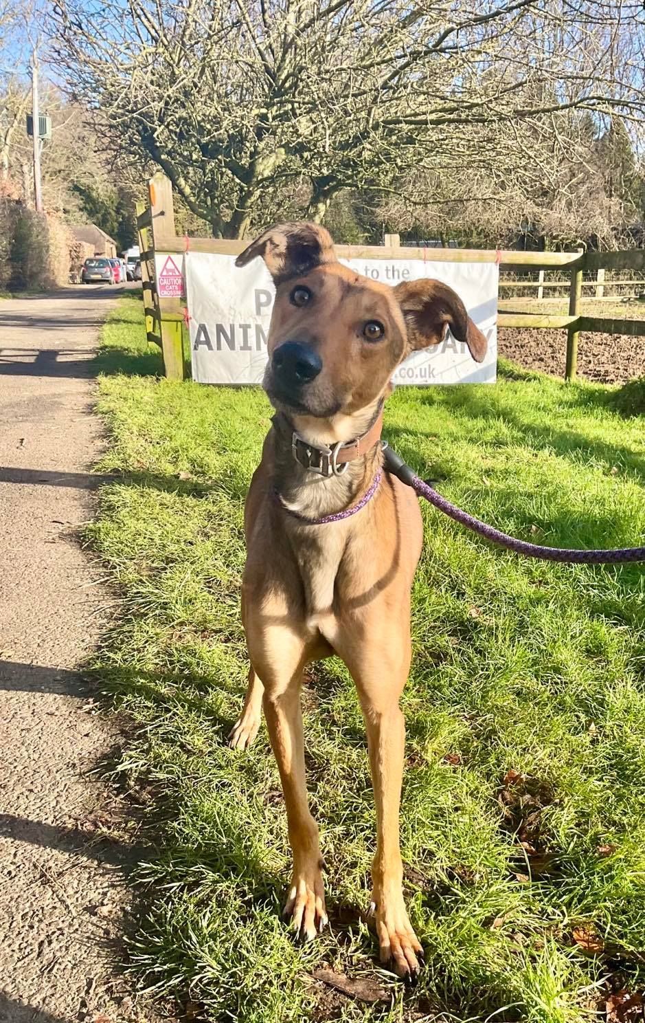 Looking to adopt a dog in Canterbury, Kent?