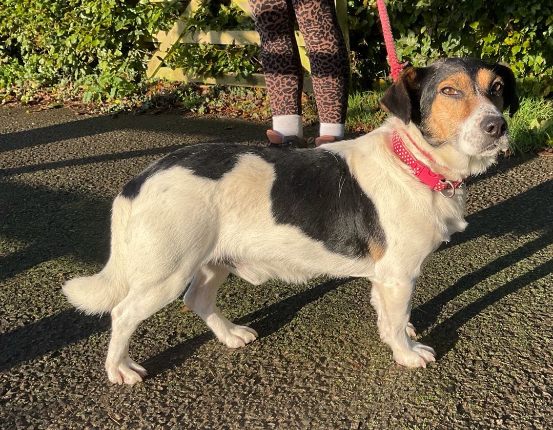 Looking to adopt a dog in Canterbury, Kent?