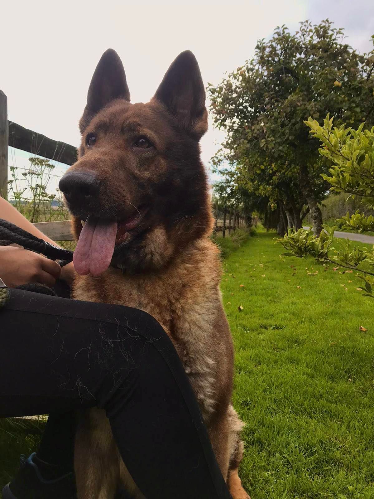 Looking to adopt a dog in Canterbury, Kent?