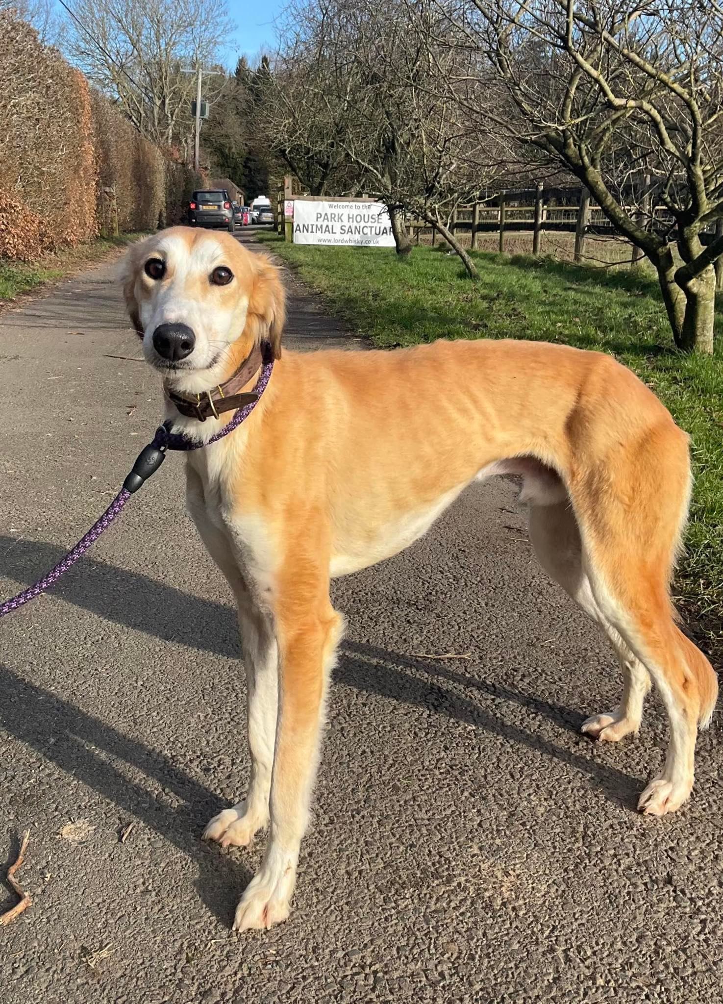 Looking to adopt a dog in Canterbury, Kent?