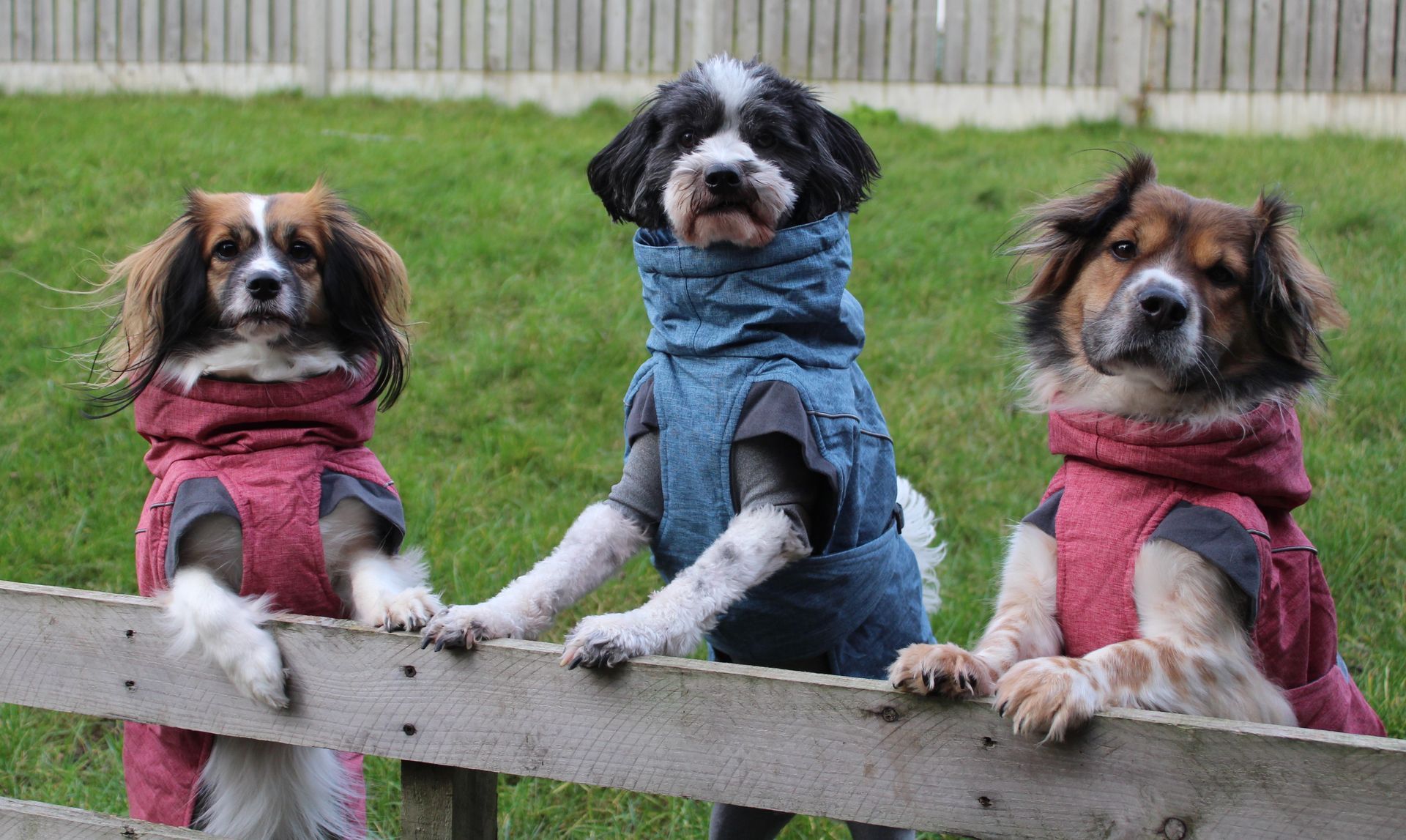 Booking your dog into Yorkshire Pooches Therapies Clinic