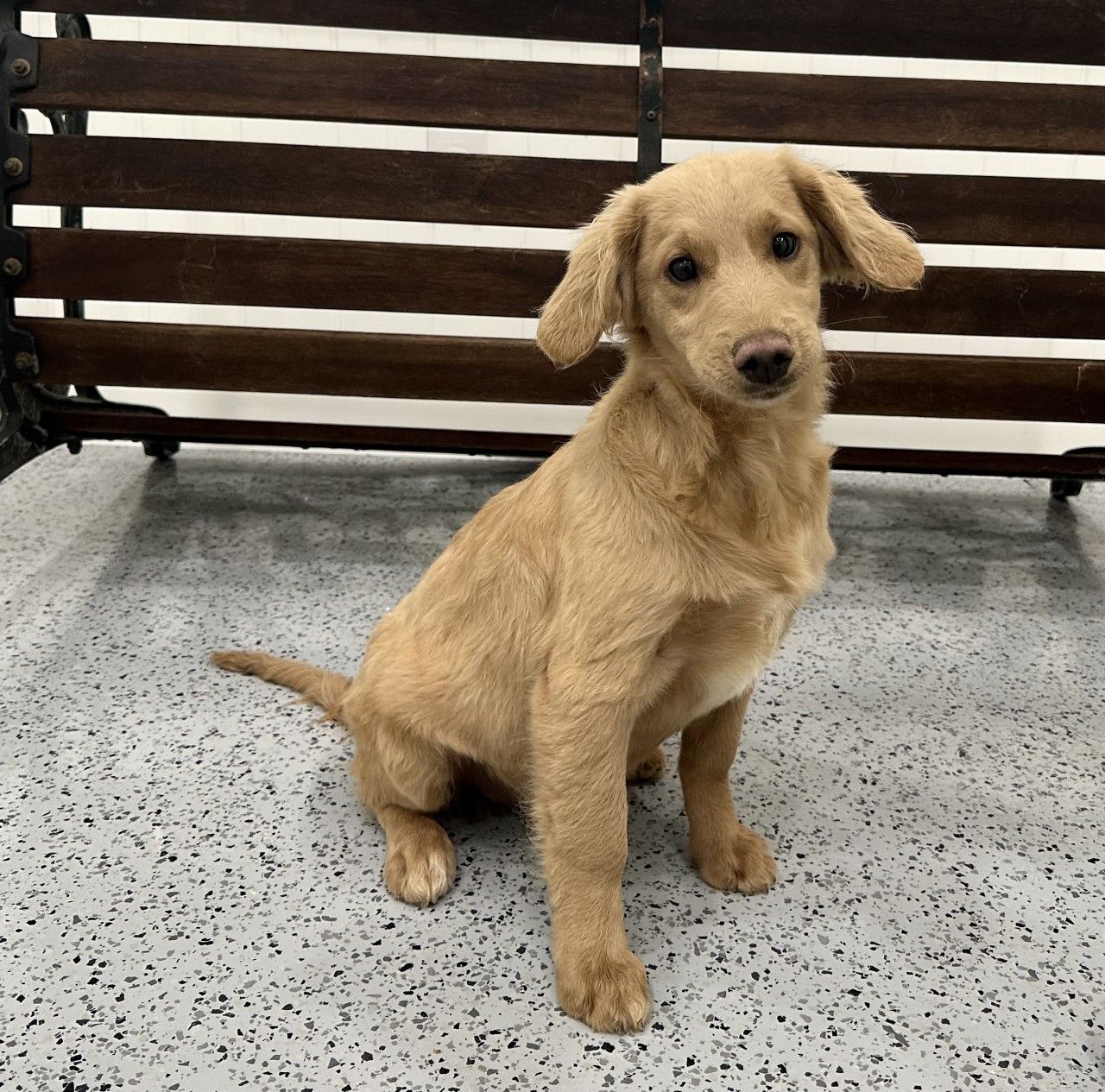 Mini Golden Retrievers | GoldenQuest Comfort Retrievers®