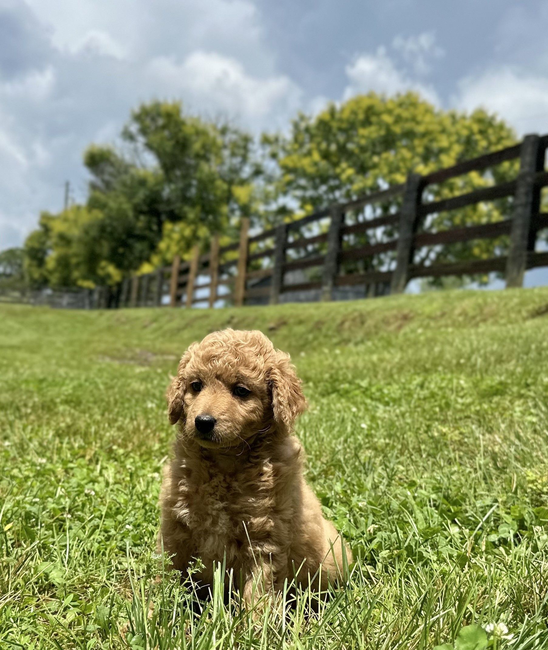 Mini Golden Retrievers | GoldenQuest Comfort Retrievers®