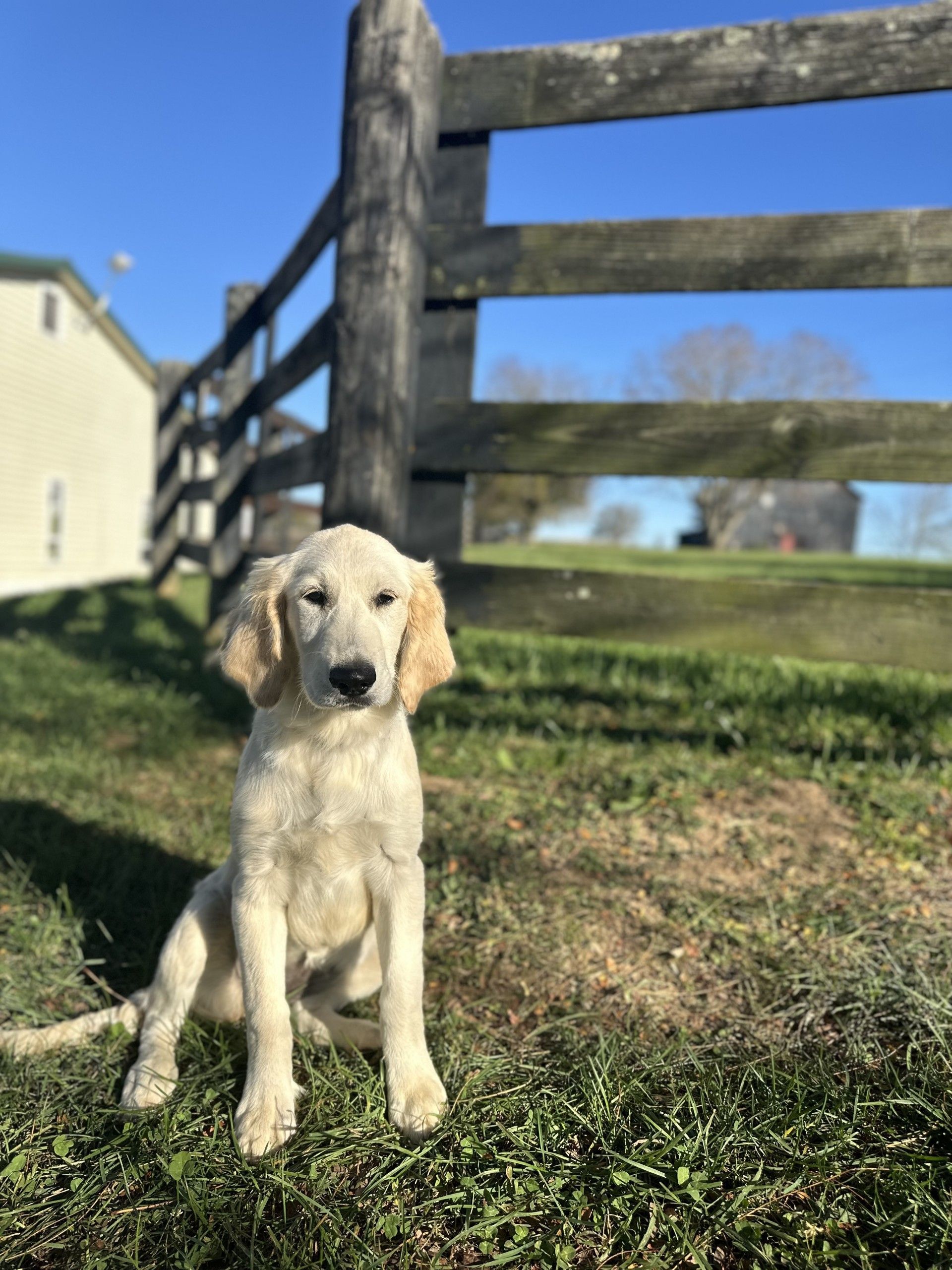 Mini Golden Retrievers | GoldenQuest Comfort Retrievers®