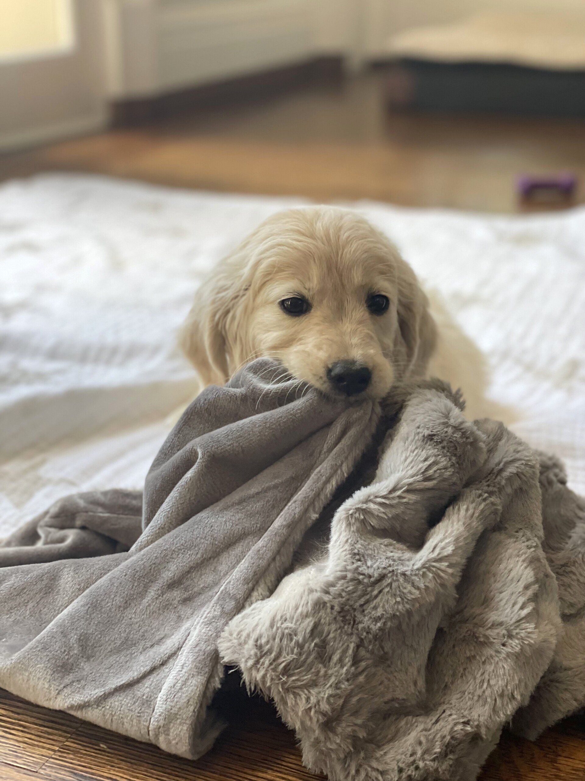 Mini Golden Retrievers | GoldenQuest Comfort Retrievers®