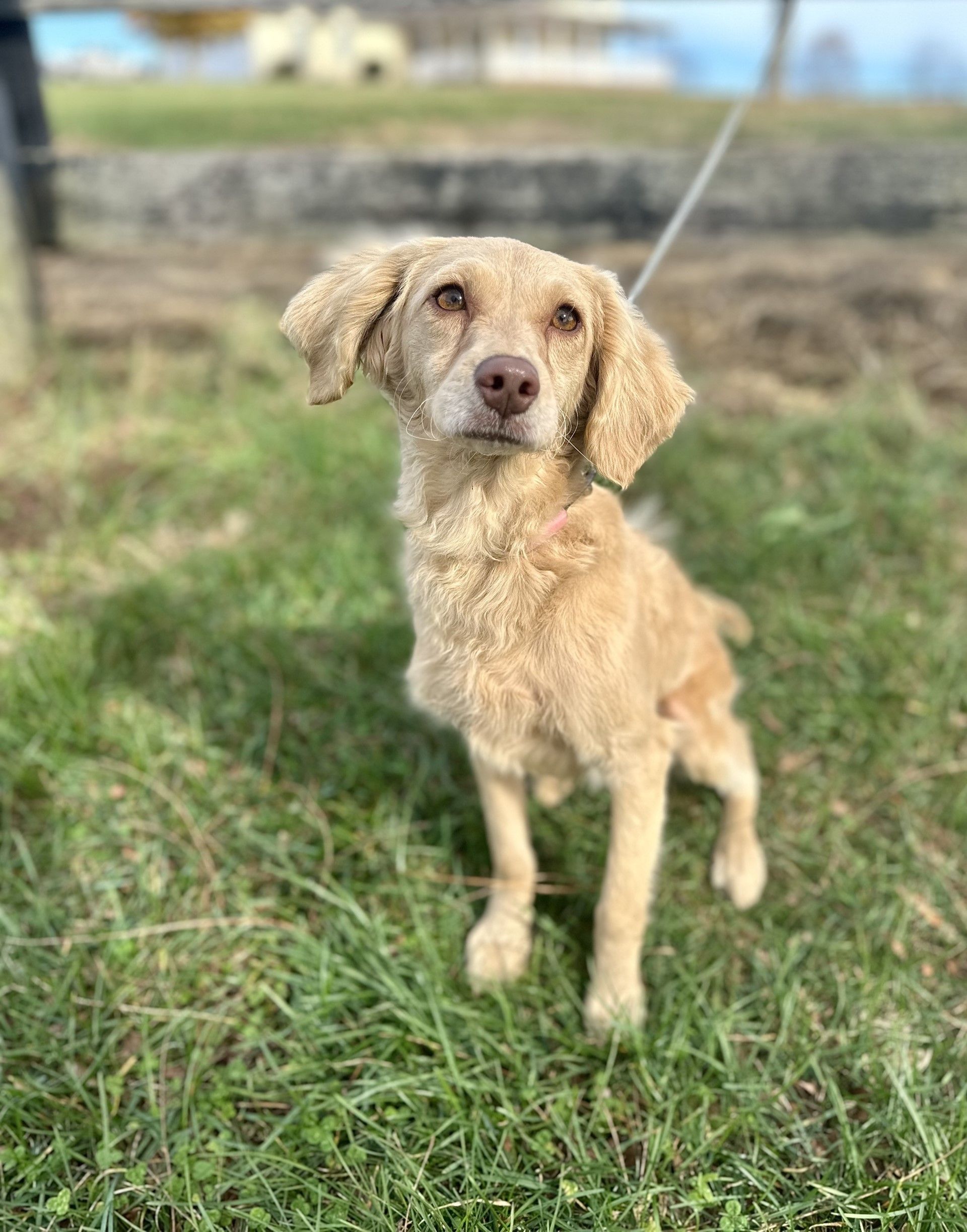 Mini Golden Retrievers | GoldenQuest Comfort Retrievers®