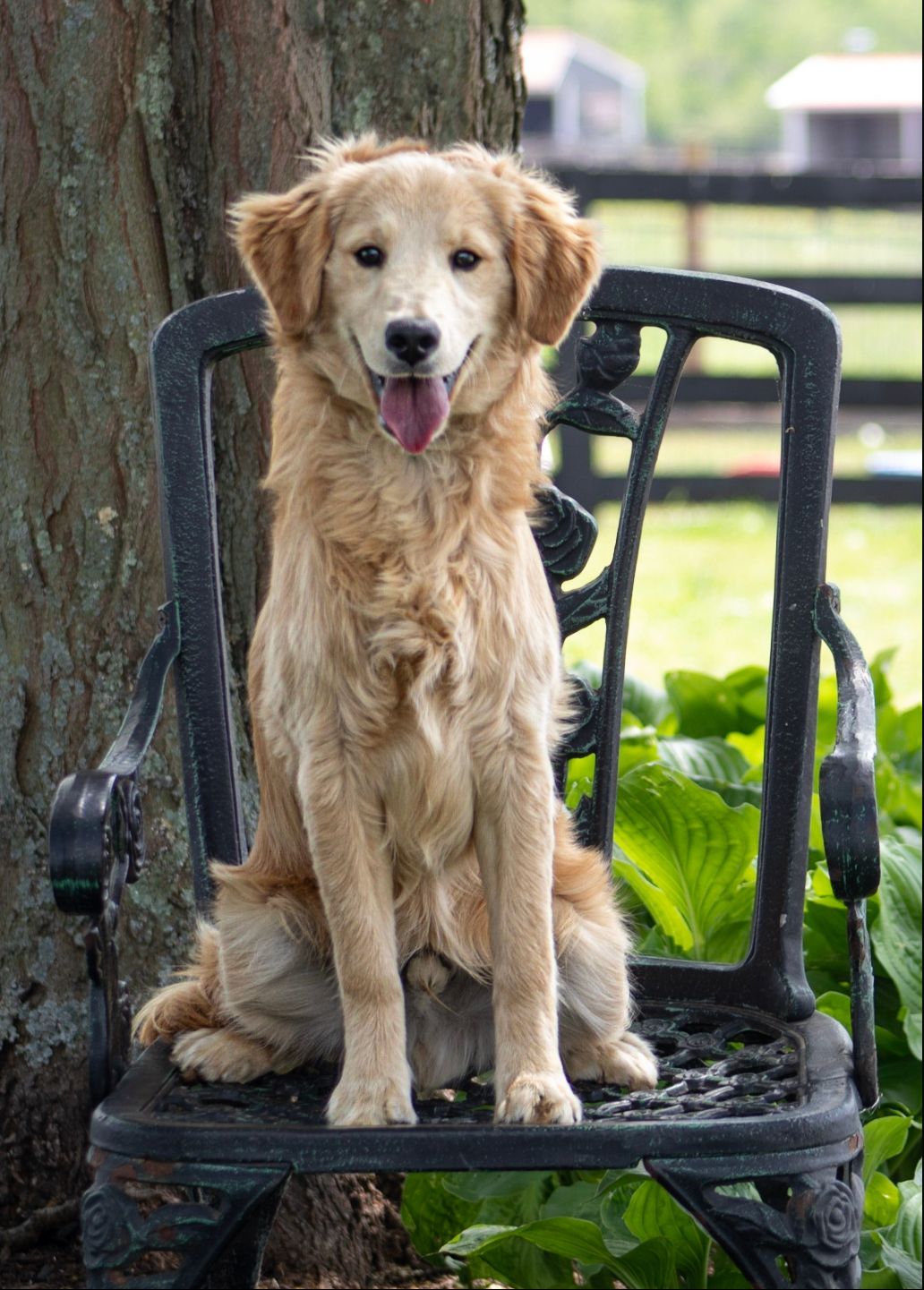 Guardians - GoldenQuest Comfort Retrievers®