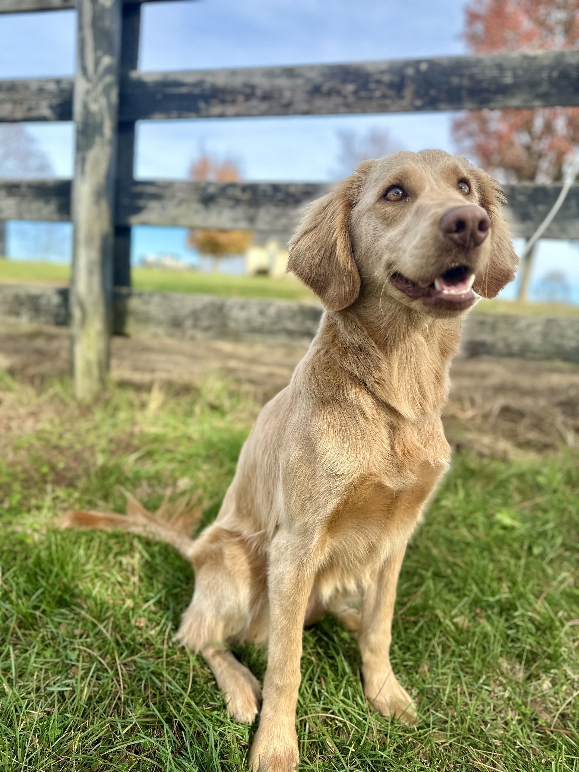 Mini Golden Retrievers | GoldenQuest Comfort Retrievers®