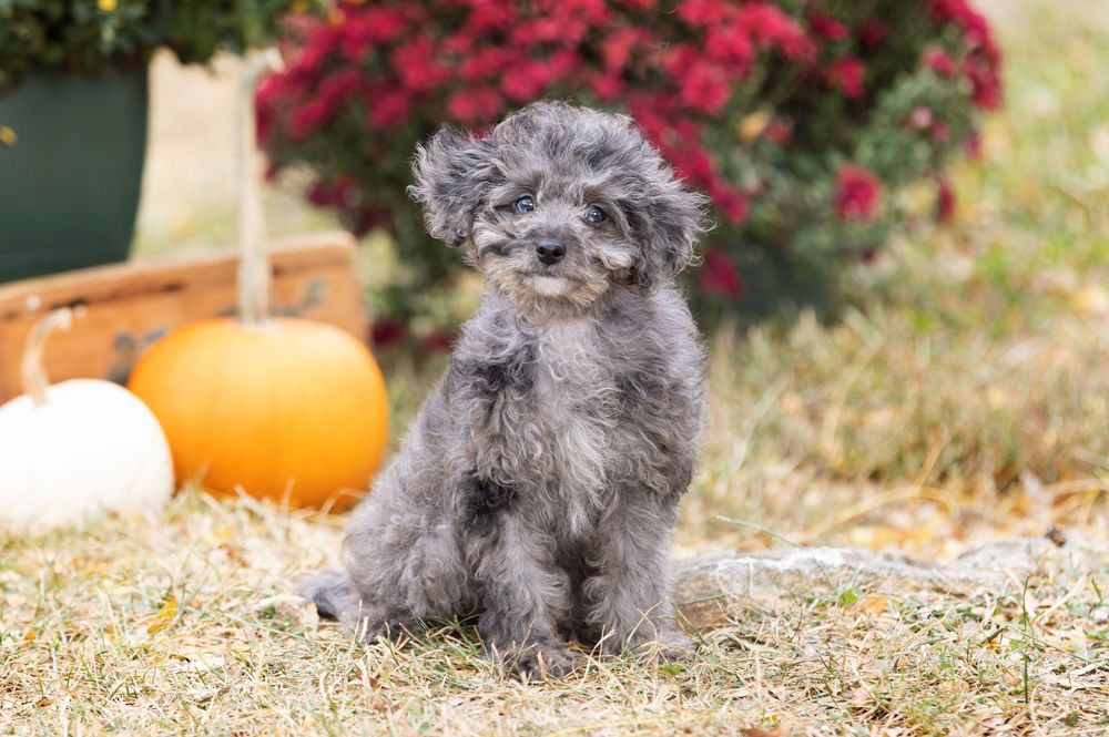 Mini Golden Retrievers | GoldenQuest Comfort Retrievers®