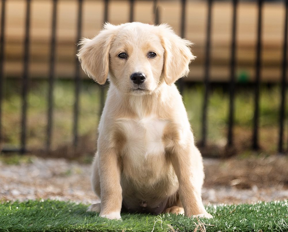 Mini Golden Retrievers | GoldenQuest Comfort Retrievers®