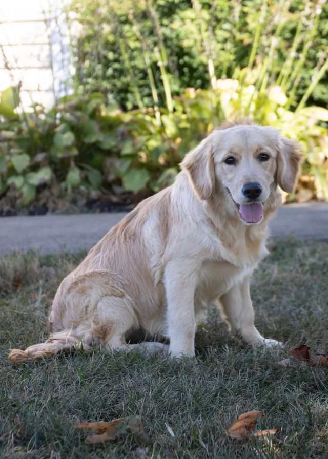 Golden Cocker Retriever Puppy Forever