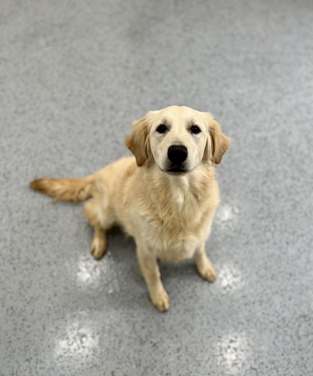 Mini Golden Retrievers | GoldenQuest Comfort Retrievers®