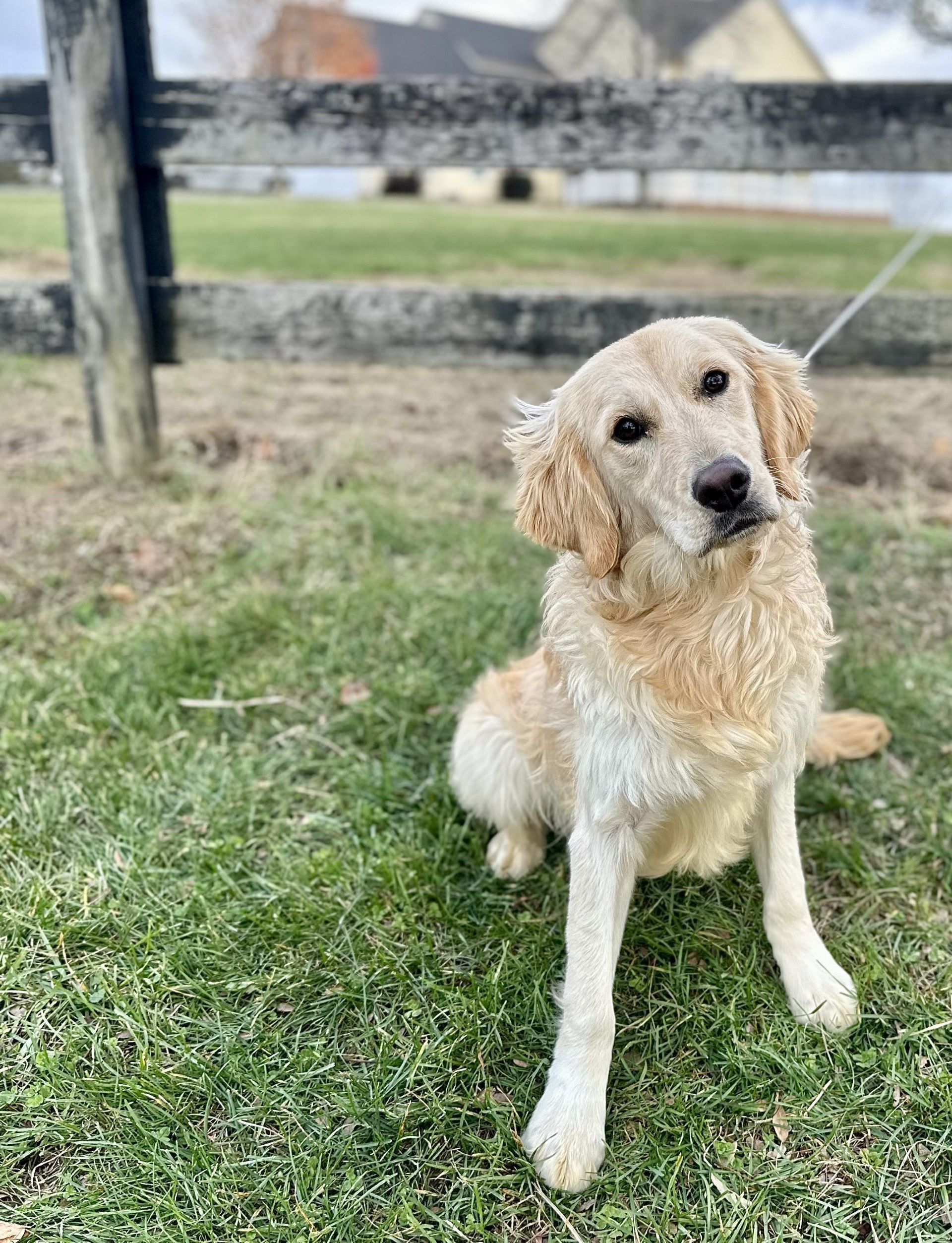 Mini Golden Retrievers | GoldenQuest Comfort Retrievers®