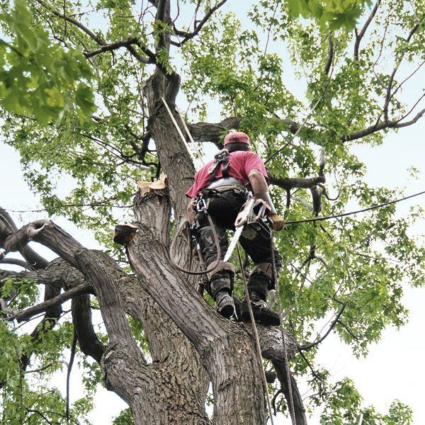Tree surgeons, Countryside Training and Tree Management