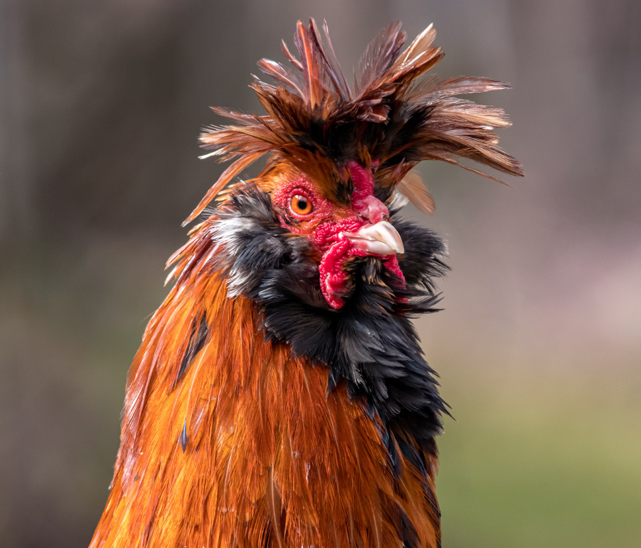 cluck & co. - Organic Food for Chickens