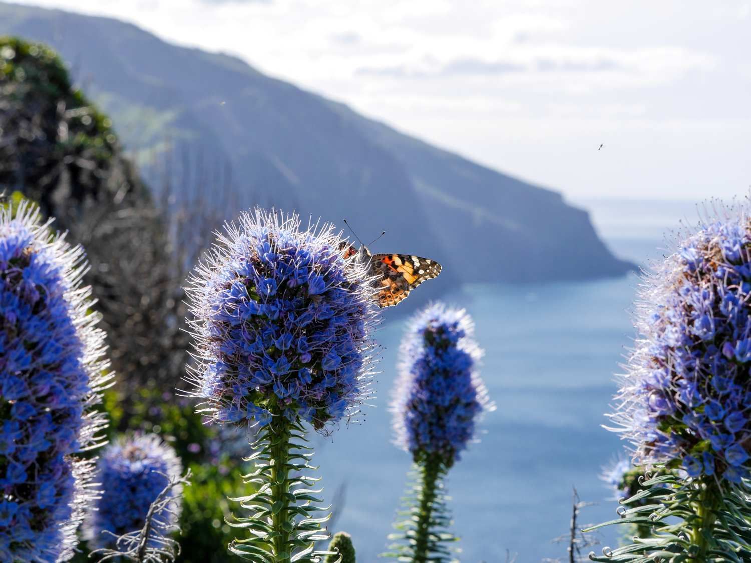 Madeira im Frühling: Blumenpracht so weit das Auge reicht