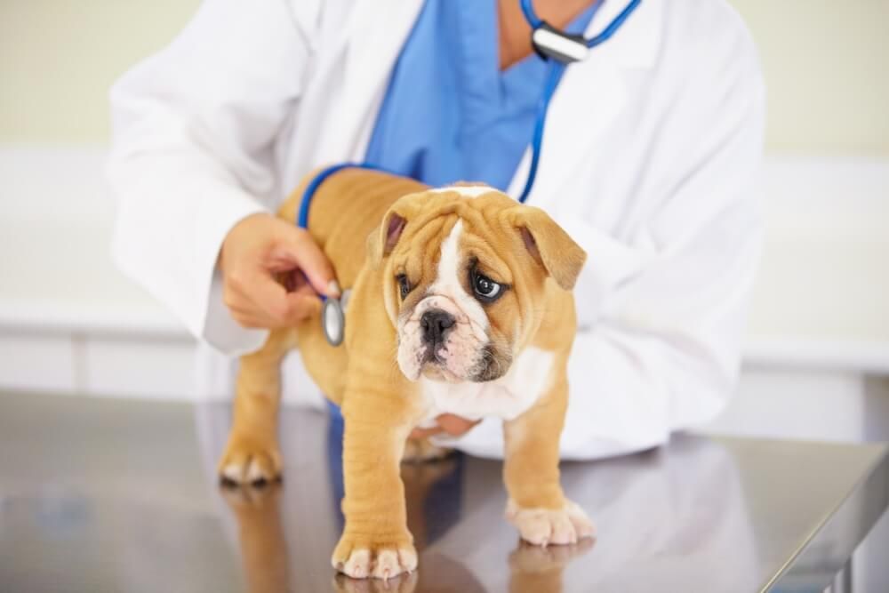 Sydney Bulldog Clinic - Trusted Care for Brachycephalic Breeds