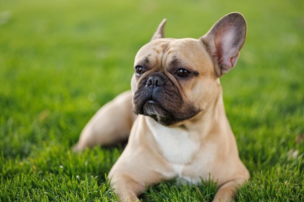 Heat Stress & Exhaustion in Bulldogs