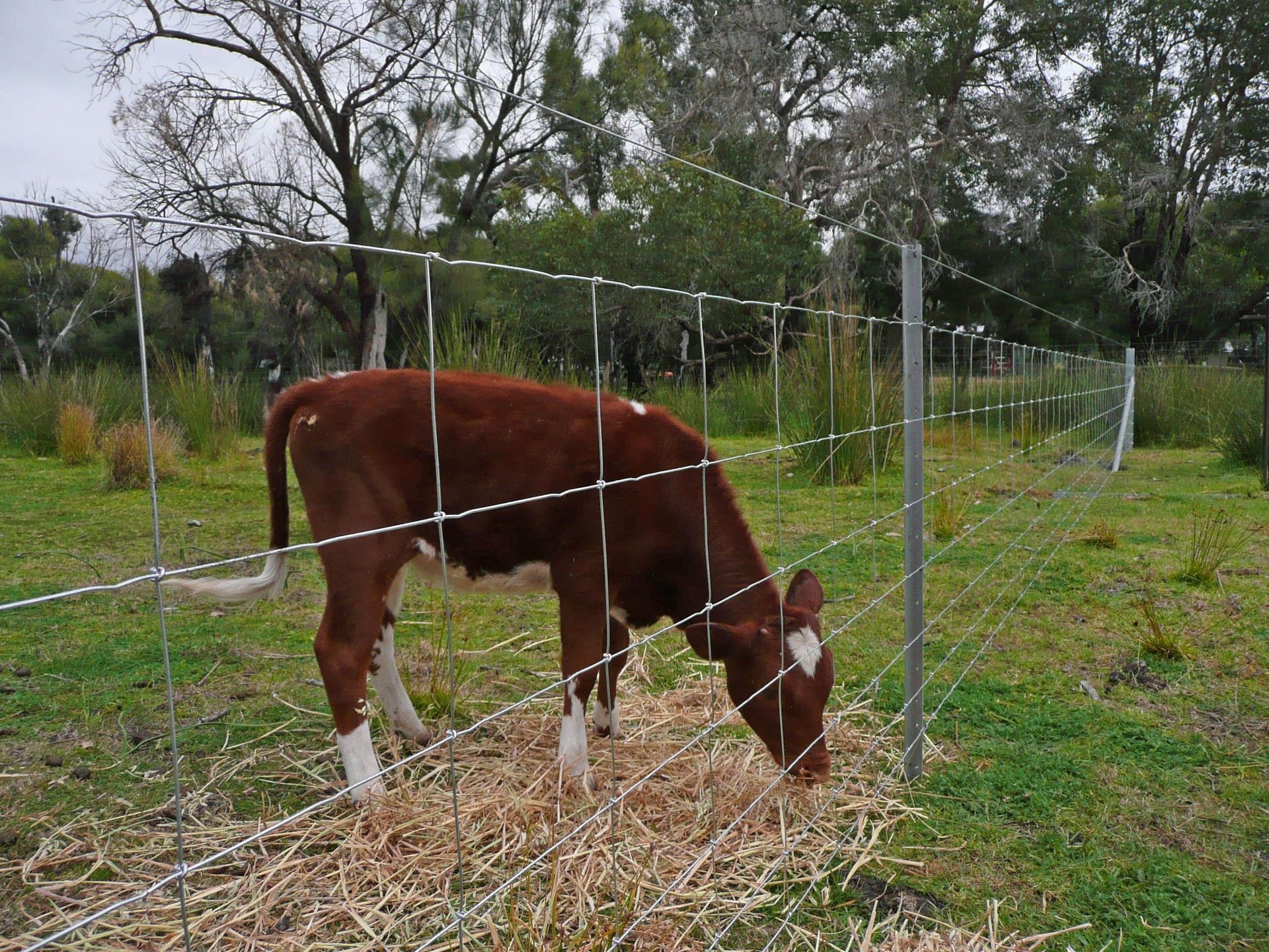 Cattle Fencing Canberra For Rural Properties | Can Fence