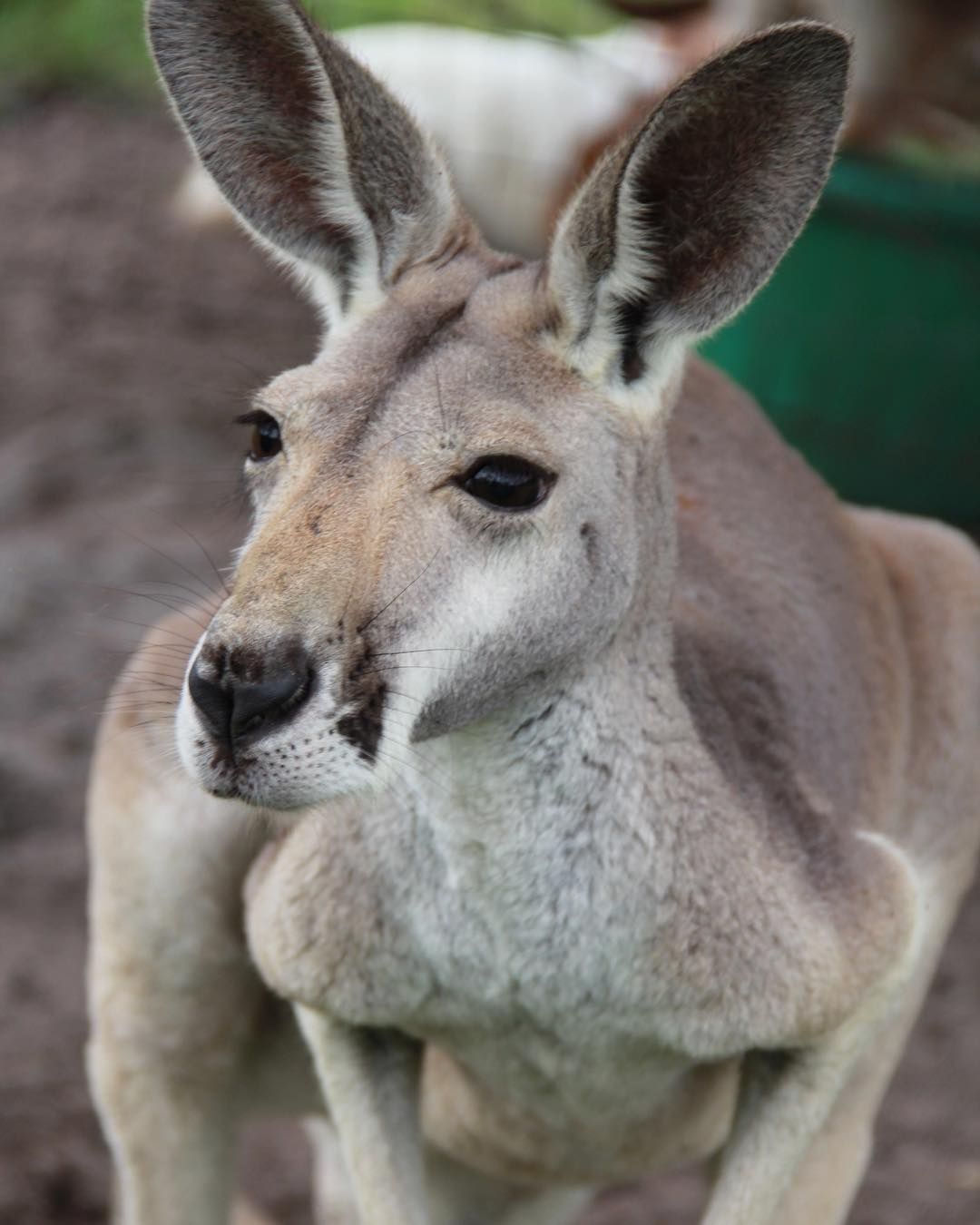 Gallery | Exotic Animal Experience In Orlando