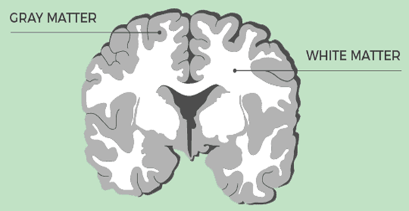 The Full Picture of Brain Resilience: Grey and White Matter Together