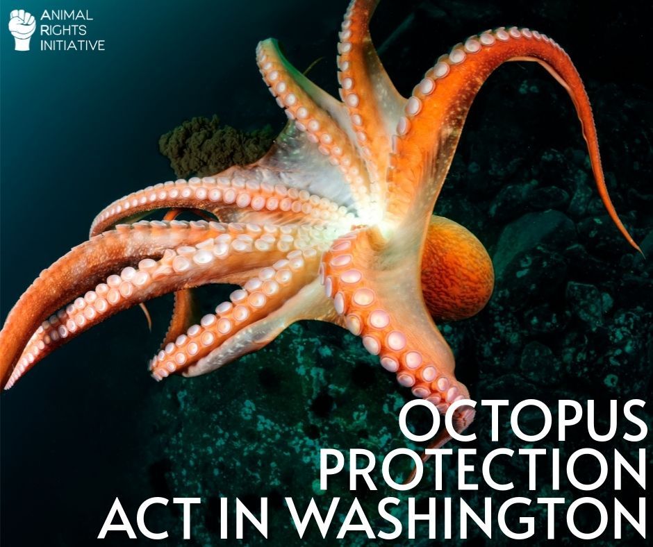 Protecting Octopus: A Fight for Animal Rights and Environmental ...