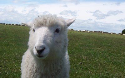 Accounting, Business Services, Simpsons Chartered Accountants ...