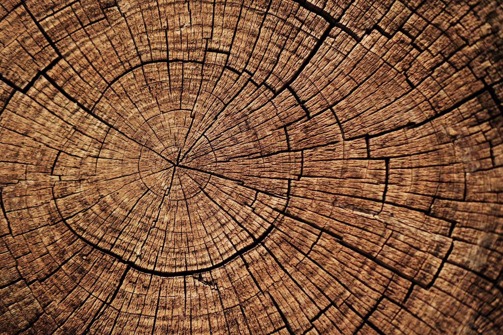 Tree Service – Fort Wayne, ID – D & L Tree