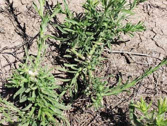 Weed & Plant Identification Services Surprise, Scottsdale AZ | Snyder’s ...