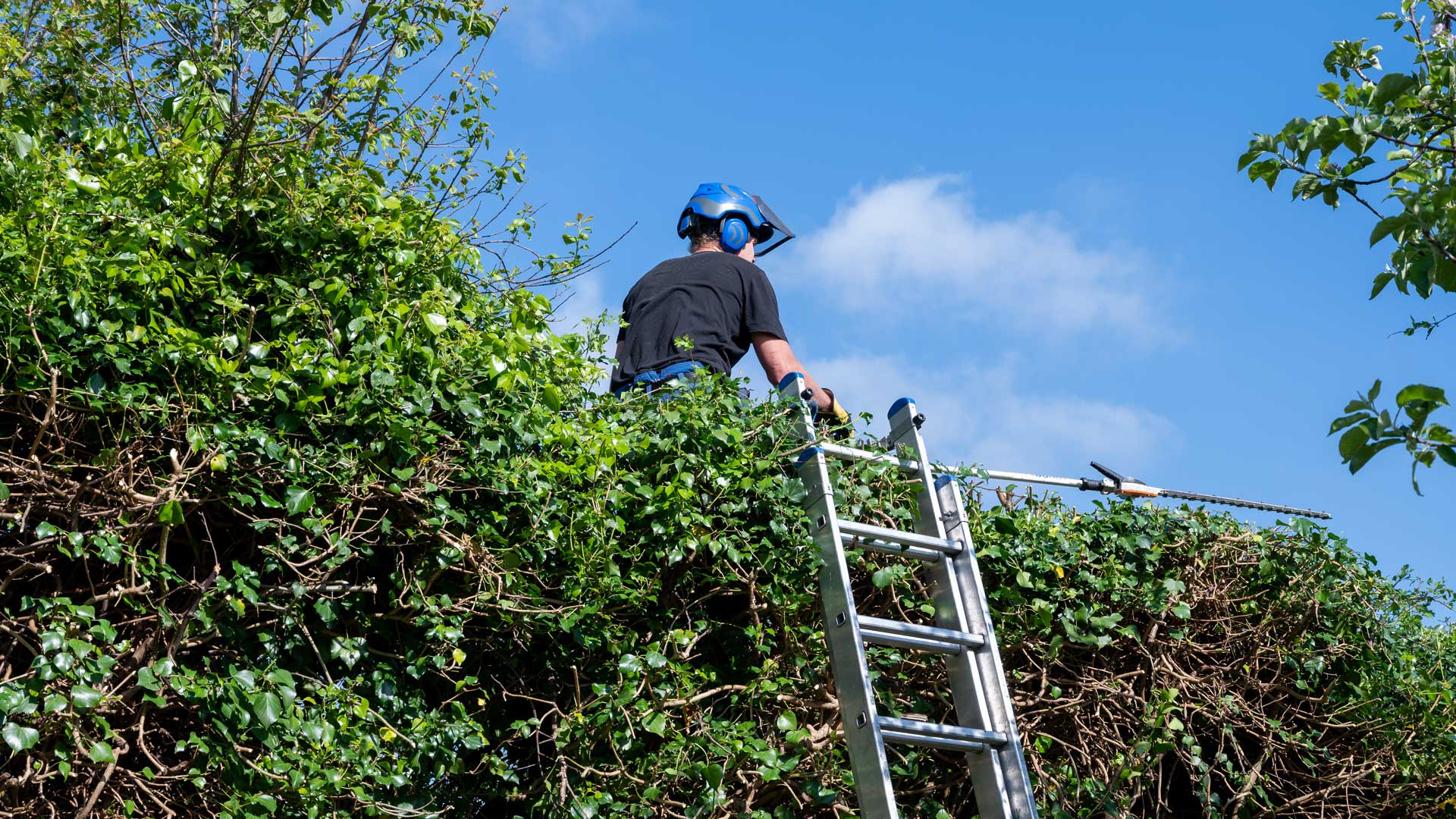 Tree Surgeons Galway - Tree Cutting Galway - Call JR
