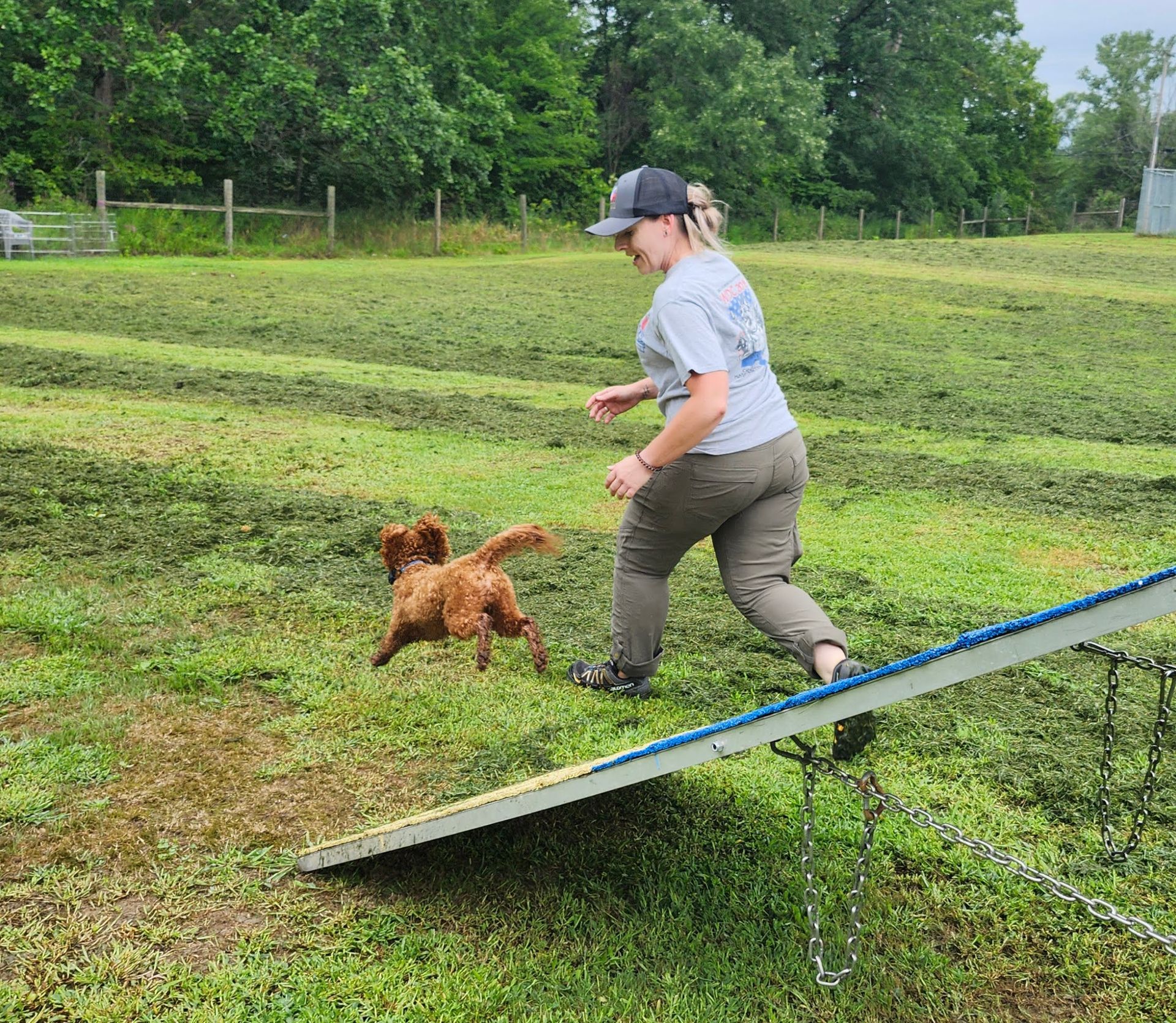 D.O.G. Board N' Train | Board and train programs