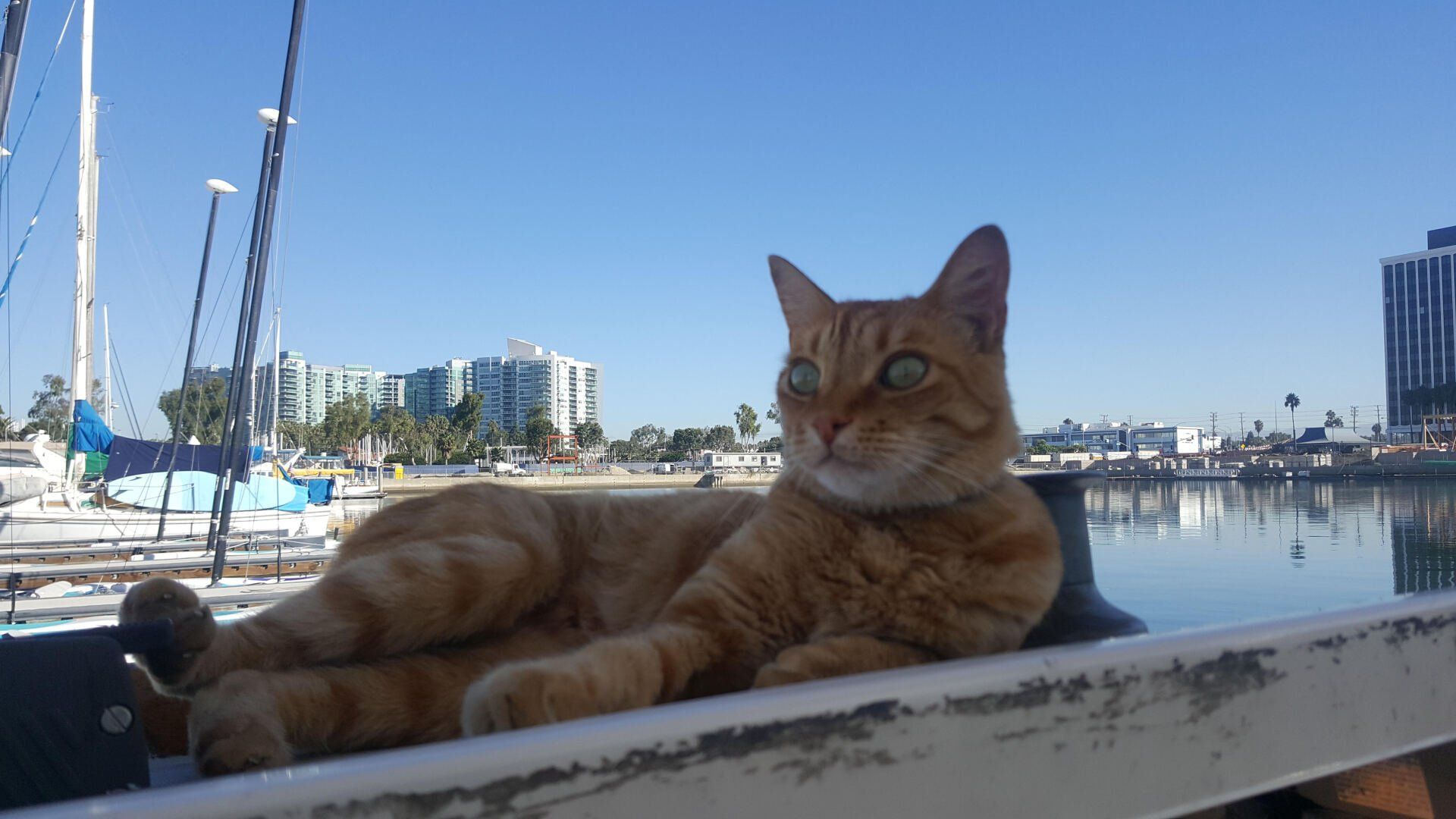 RIP to Murray the Cat