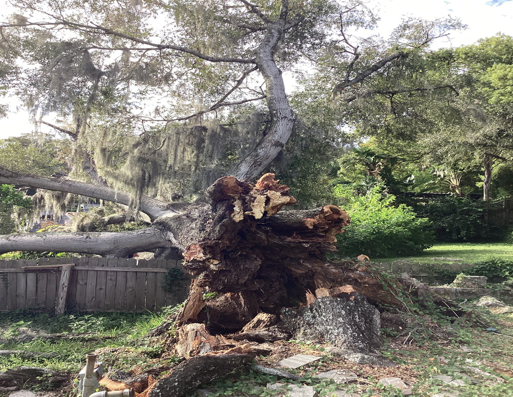 Dead Wood and Decay: Tell-Tale Signs Your Tree Is Sick