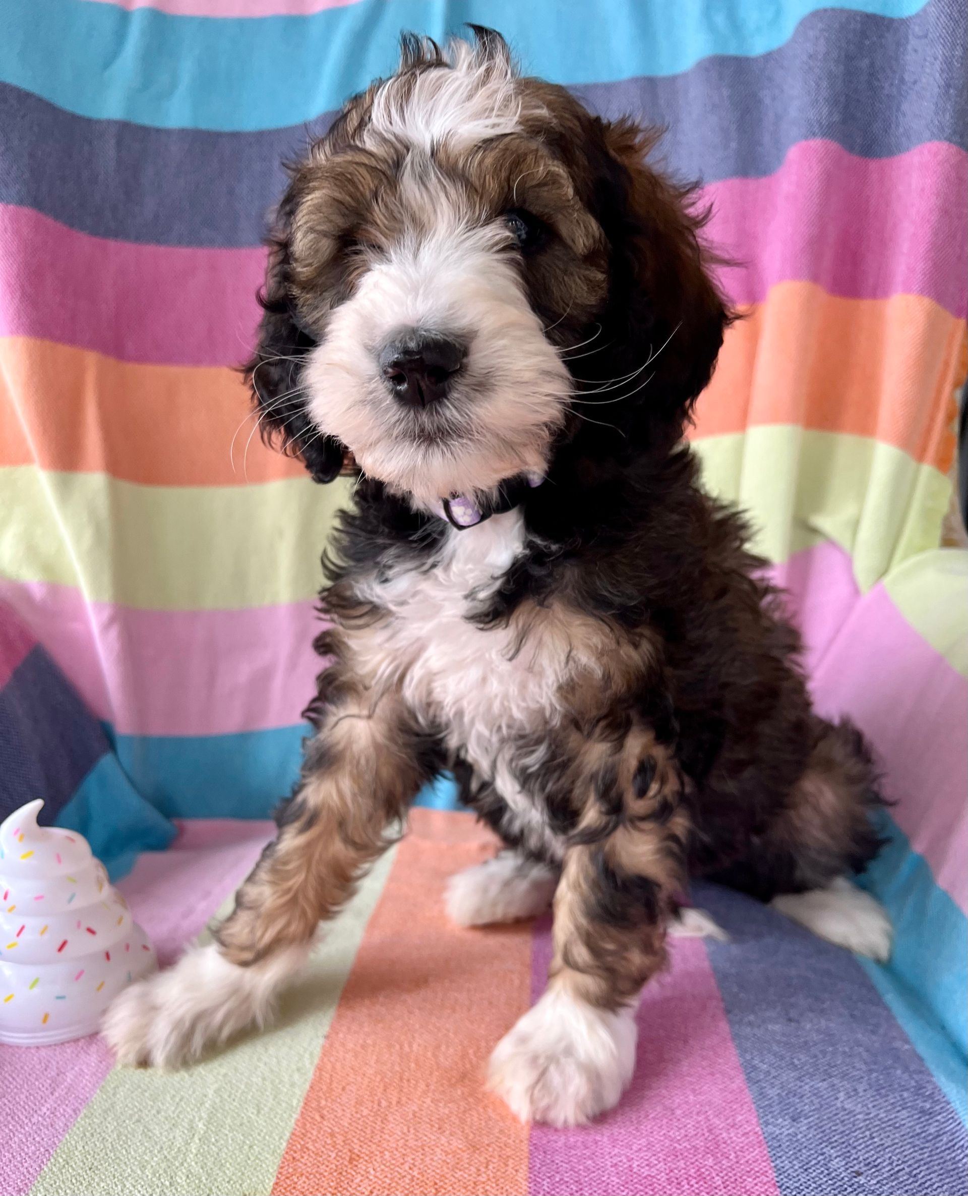 Adoptable Bernedoodle Puppies | San Jose, CA | Monterey Doodles
