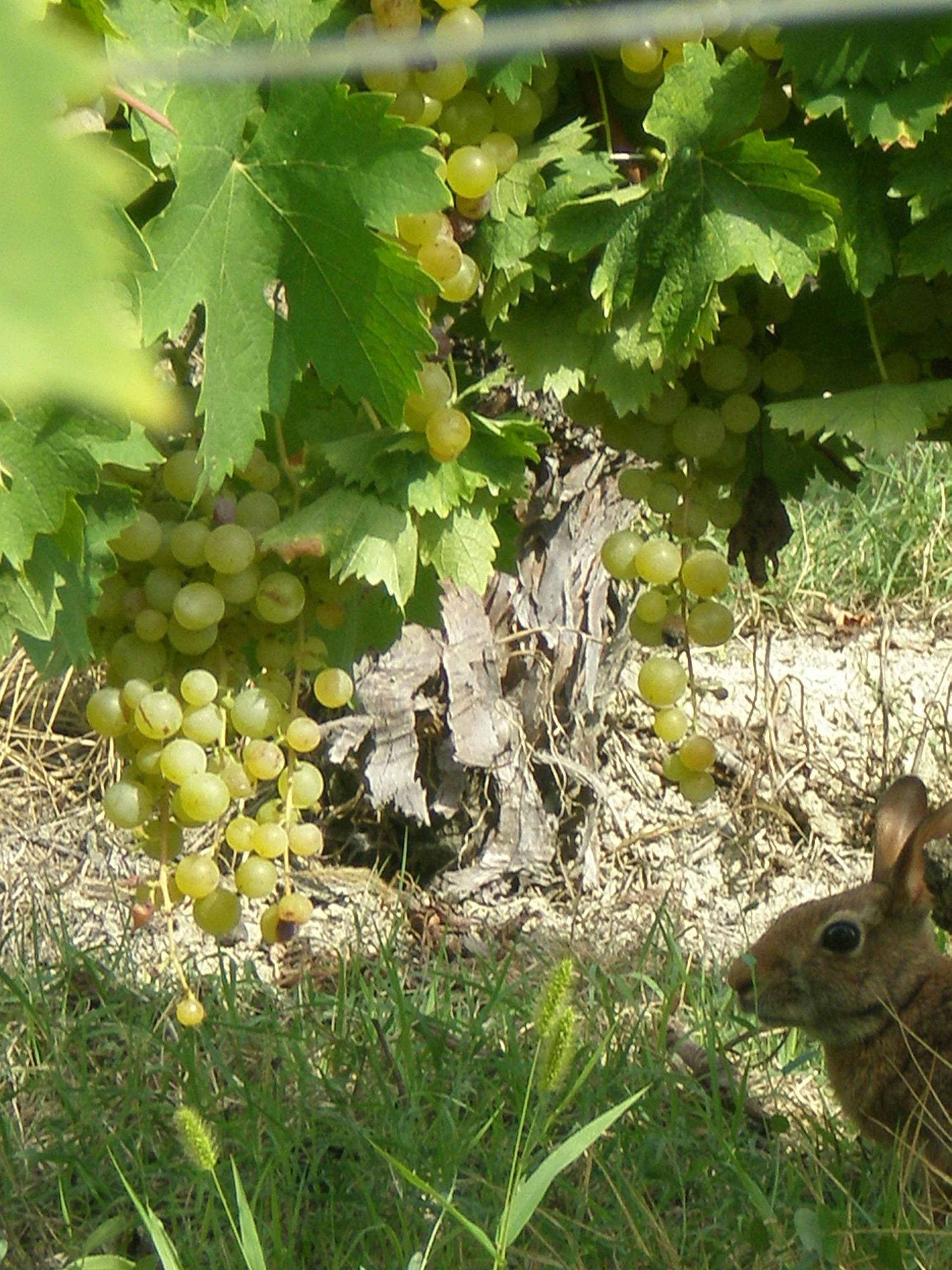 Home [www.saracco.it]