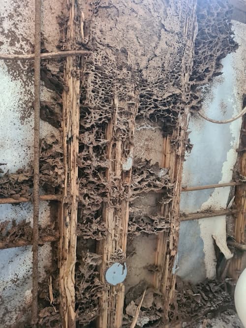 Evidence Of Termites In House | ppgbbe.intranet.biologia.ufrj.br