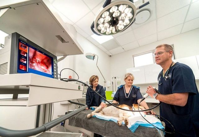 Endoscopy Procedure Largely Ceded To GI Physicians, Surgeons Urged To