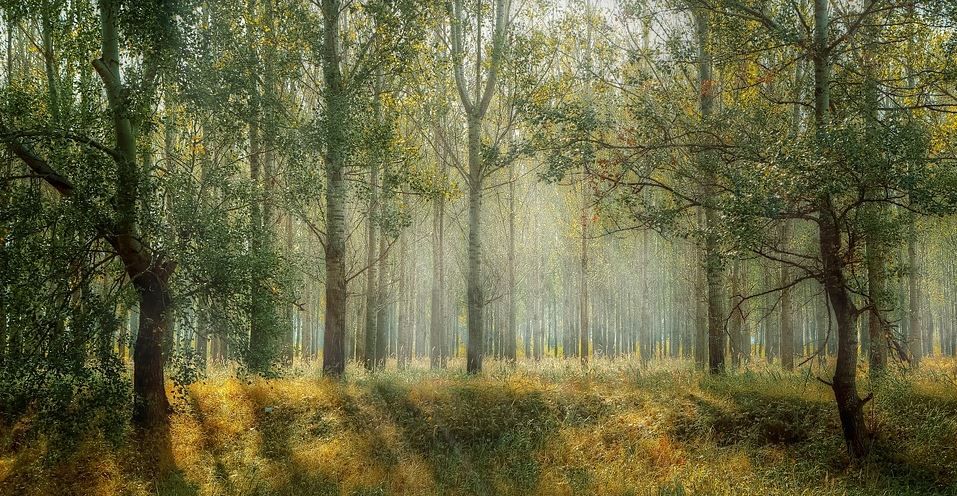Columbarium and Mausoleums